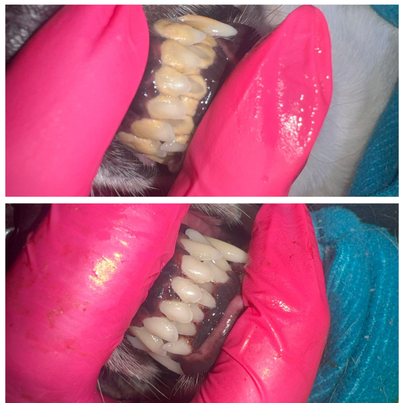Before and After Dog teeth cleaning- Dashing Dogs - Dashing Dogs Dental