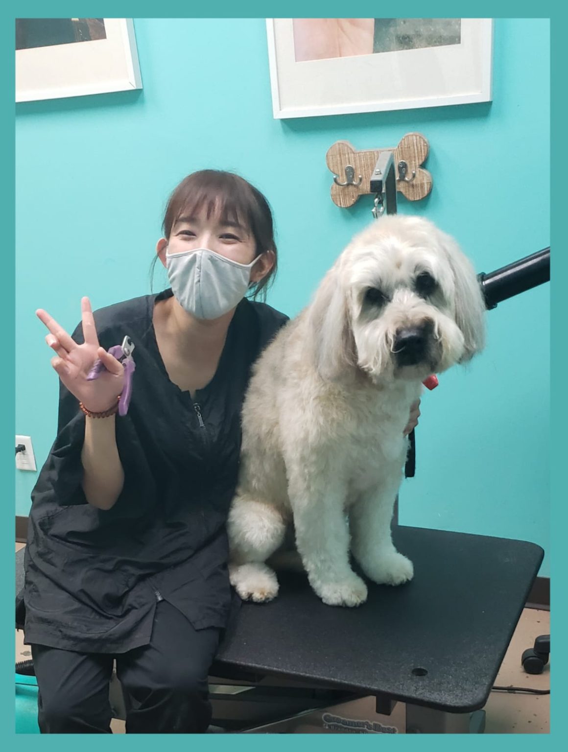 Dashing Dogs Dental - Dashing Dogs Dental